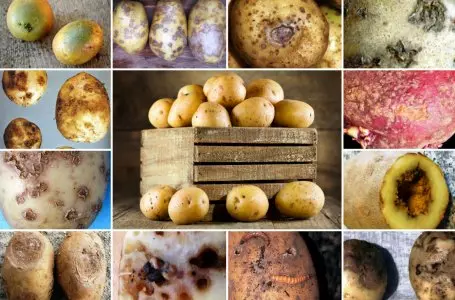 Quando scavare le patate, o come determinare che le patate sono già mature 793_11