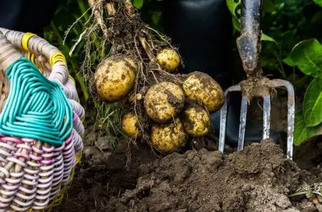 Картопты қашан қазу керек немесе картоптың пісіп жатқанын қалай анықтауға болады 793_15