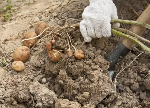 תפוחי אדמה נחושת