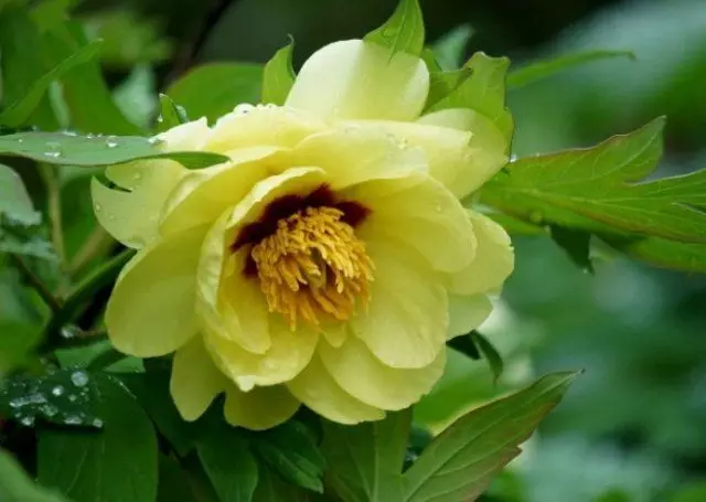 Peony gemaach