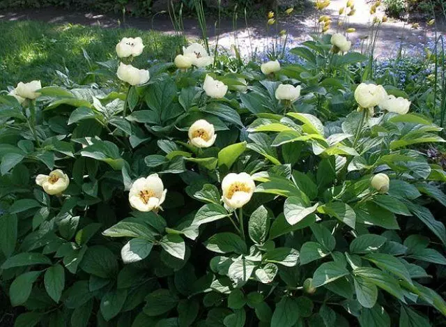 Peony Stewen