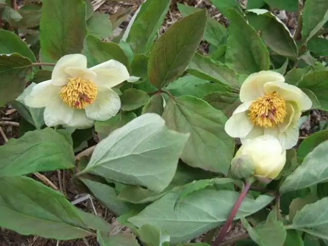 Peony het gevoel