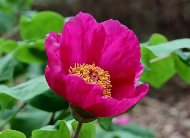 Peony Kaukazo