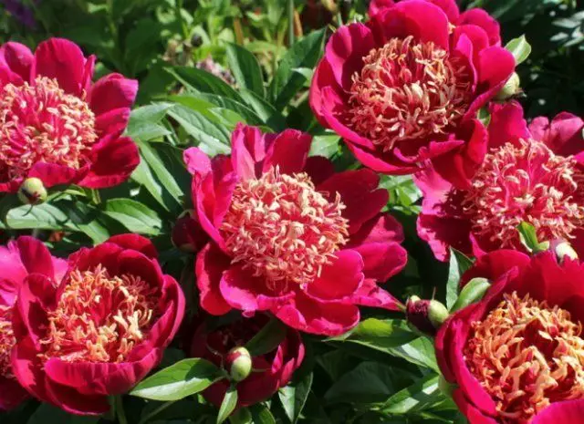 Japannese Peony