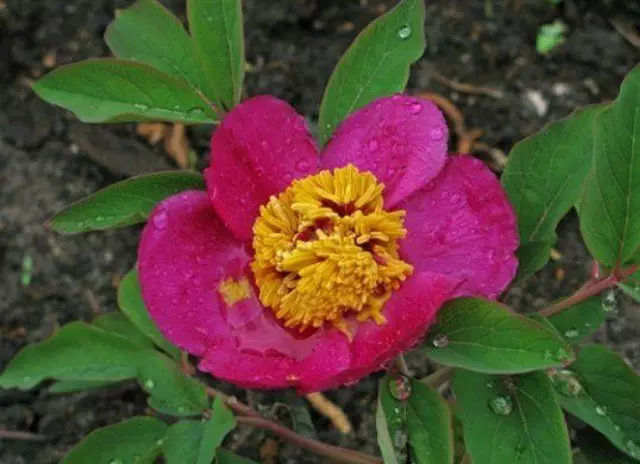 Peony Lagodoehiana.