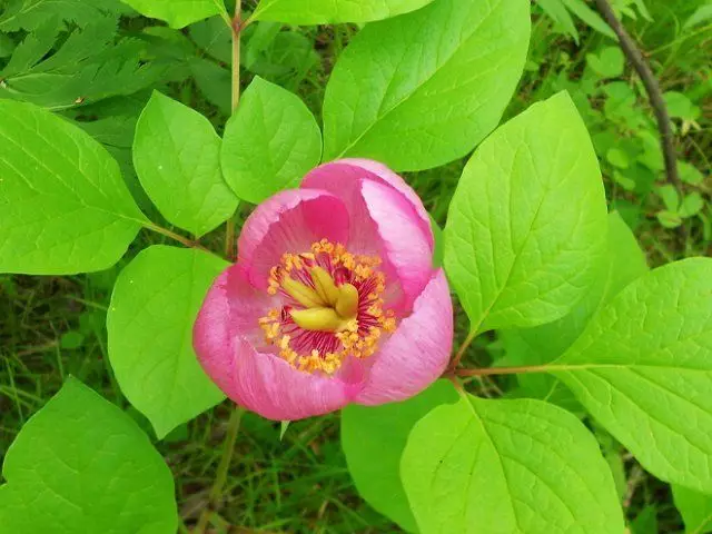 Peony Inferly.