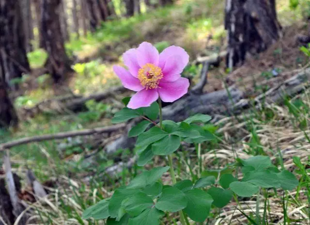 Peony Crimea