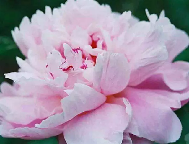 De Peony Fréijoer Schnéi