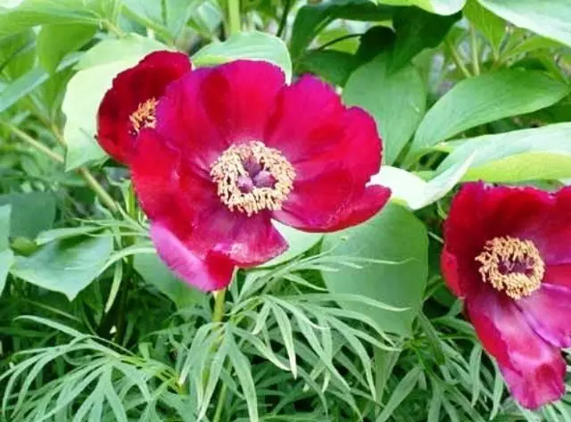 Peony Steppe