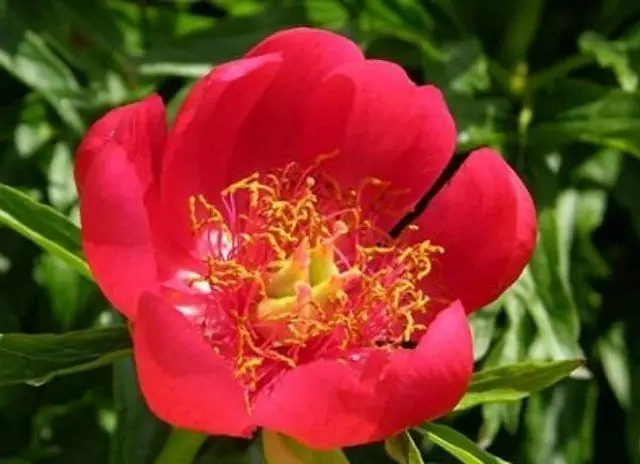 Peony Ingenic.