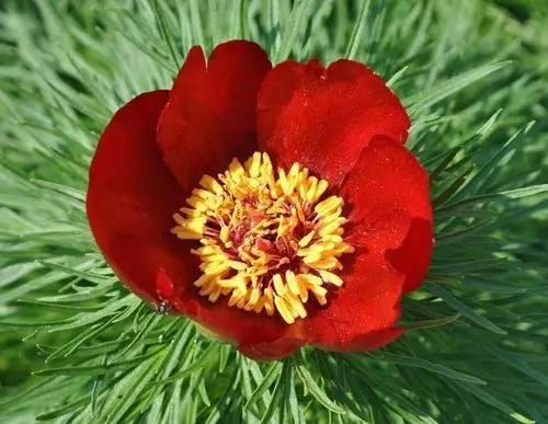 PEONY TRICOLOUS.