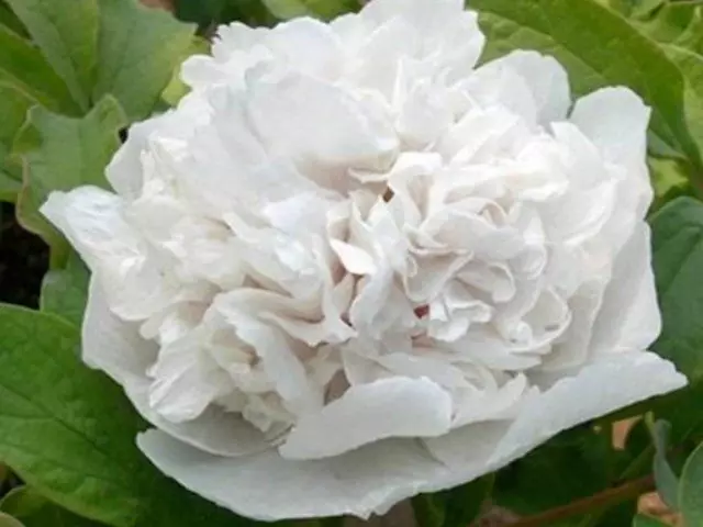 Peony Snow Pagoda