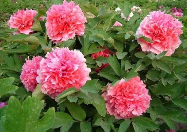 Peony Coral Altar.