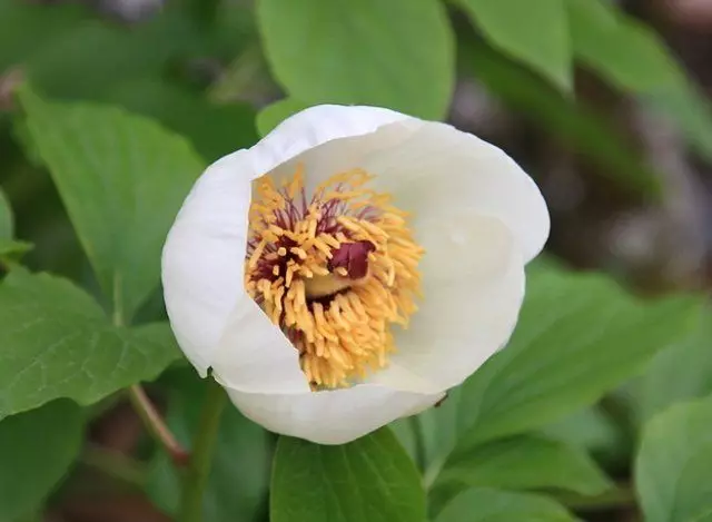 Peony Abchazian