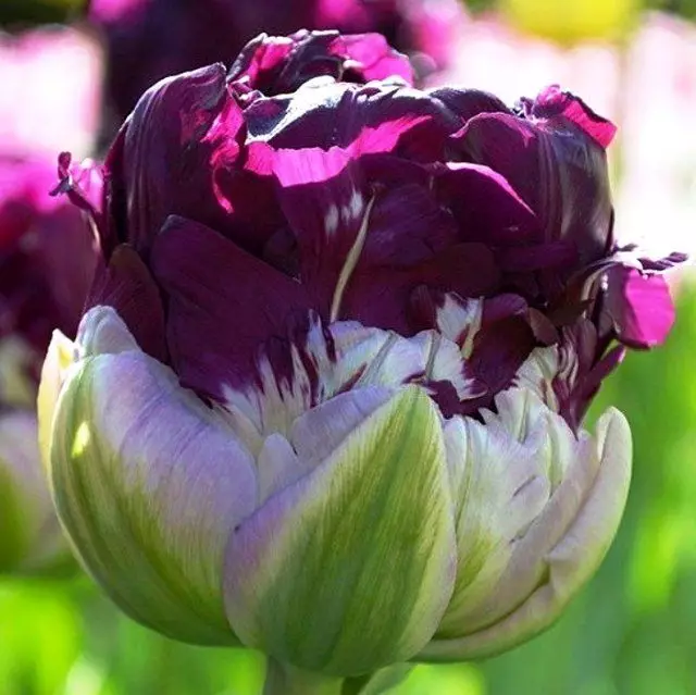 Tulipa edateko bordeaux ™