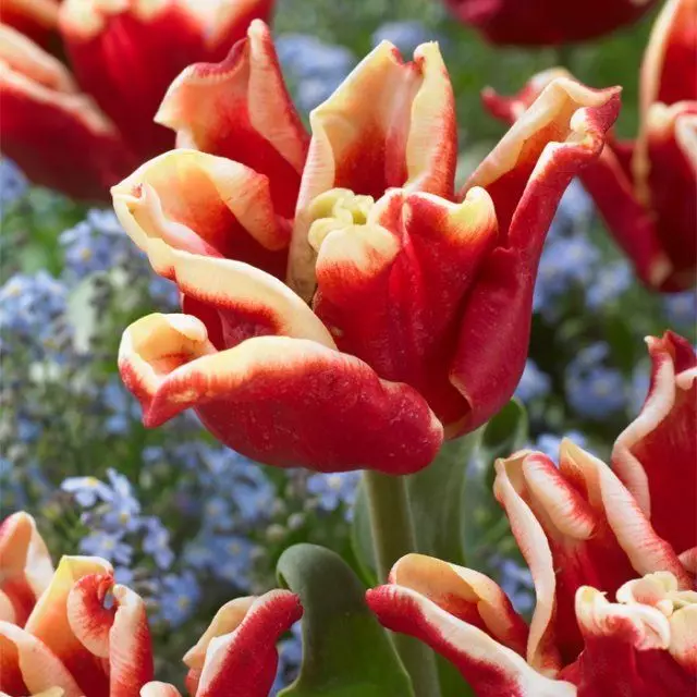 Tulipan Golden Crown