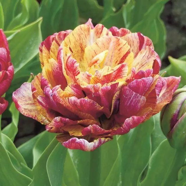 Tulip Flash om natten