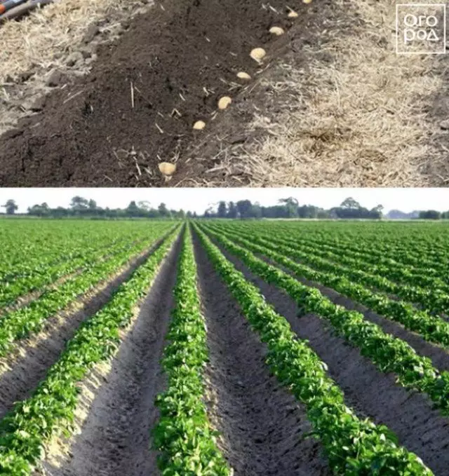 Aterrizaje de patatas por el método holandés