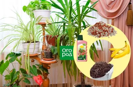 Hai unha pregunta: por que na sala plantas de follas amarelas e como tratar con el? 7953_11