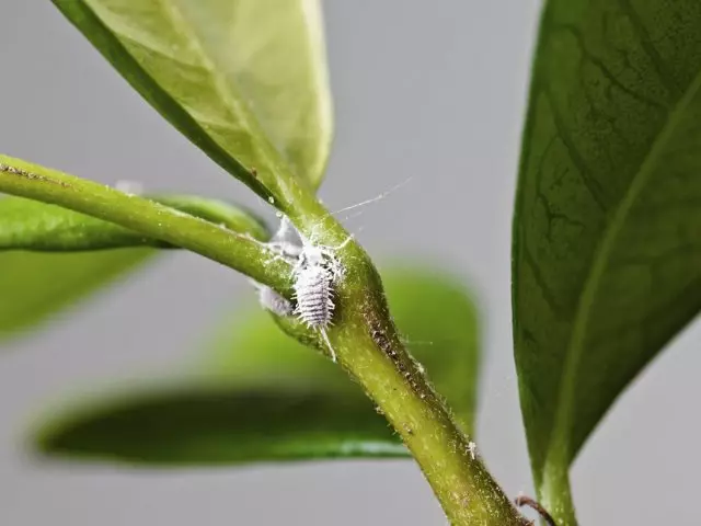 Mealybug.