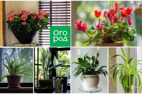 Hai unha pregunta: por que na sala plantas de follas amarelas e como tratar con el? 7953_8