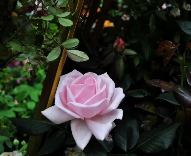 Rose Show in England - Bunga Percutian 7957_11