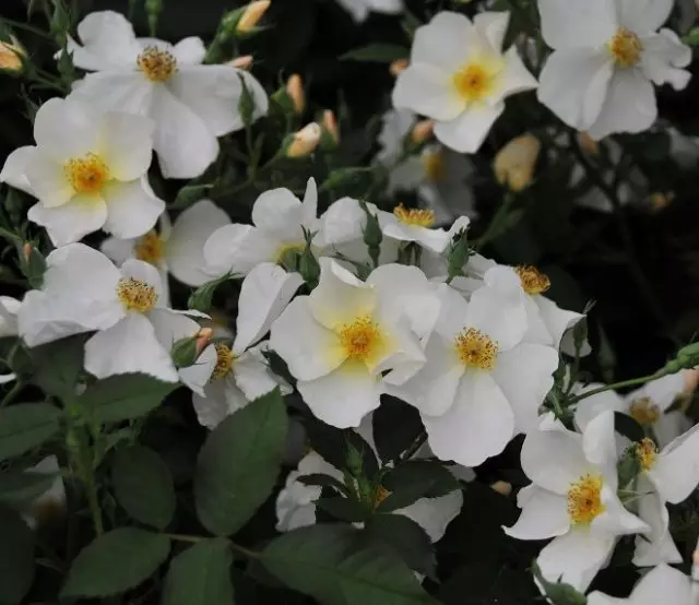 Rose Show in England - Bunga Percutian 7957_19