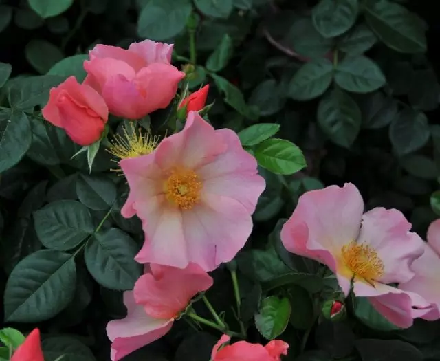 Rose Show in England - Holiday Flower 7957_27