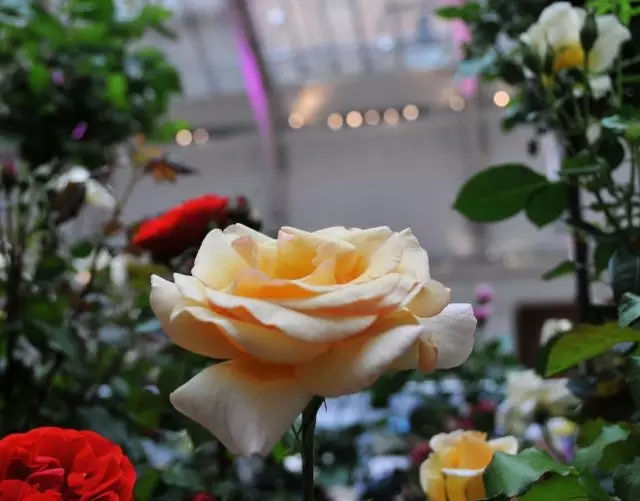 Rose Show in England - Holiday Flower 7957_31