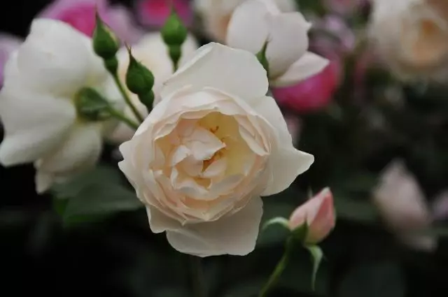 Rose Show in England - Holiday Flower 7957_33