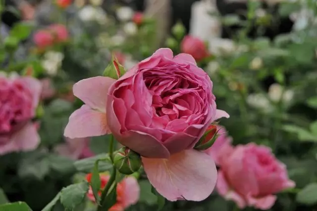 Rose Show in England - Bunga Percutian 7957_49