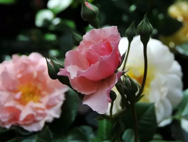 Rose Show in England - Holiday Flower 7957_57