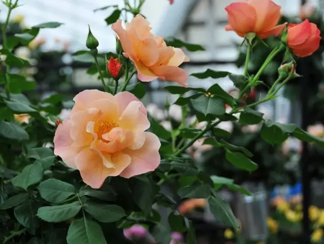 Rose Show in England - Holiday Flower 7957_7