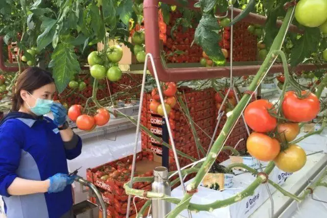 Raccogli Tomatov.