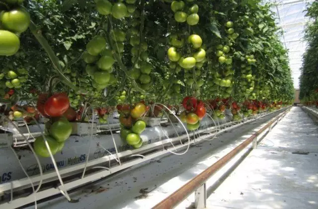 Tomates en teplice.