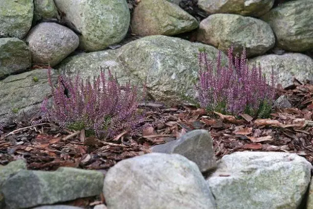 Lande sur alpine gorka