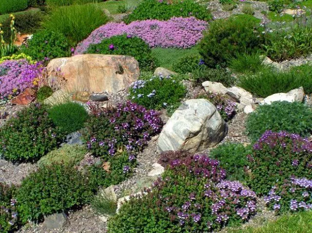 Glissade alpine avec des fleurs violettes