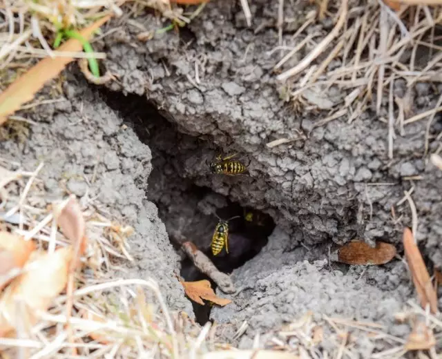 ಓಎಸ್ ಗೂಡು