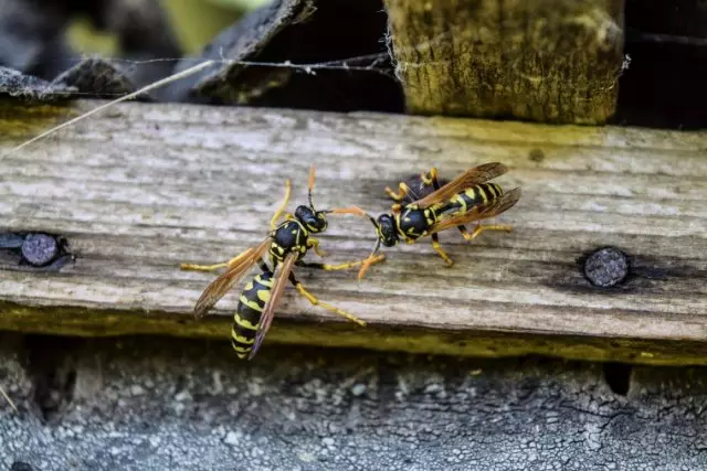 Wasps mu nzu: icyo gukora