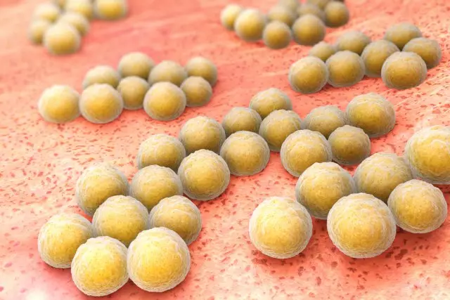 Staphylococcus Golden