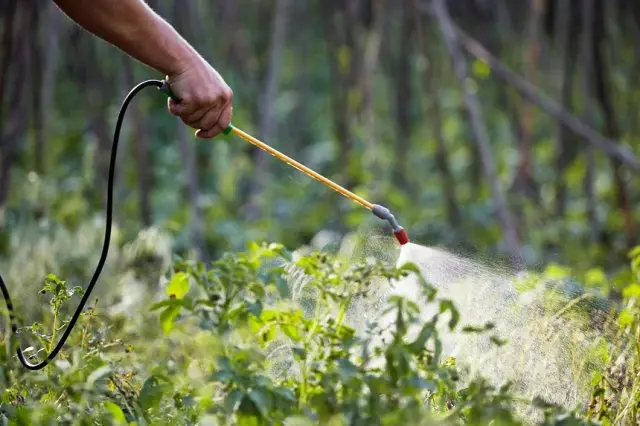 Patacas de procesamento Pesticidas