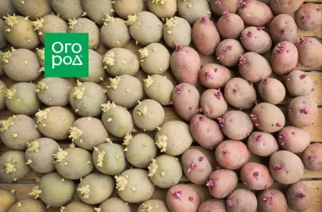 9 regras para a compra de verduras e froitas no mercado - como non confundir 7970_19