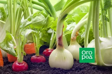 9 regras para a compra de verduras e froitas no mercado - como non confundir 7970_5