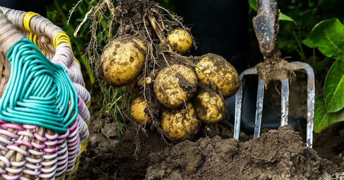 Apa yang bisa didaratkan di situs bebek kentang awal