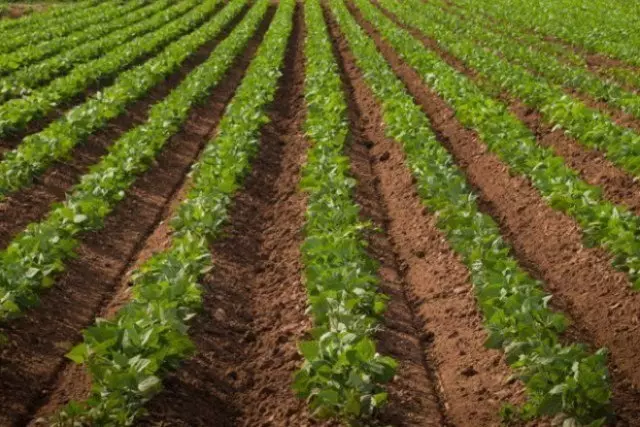 Growing early potatoes