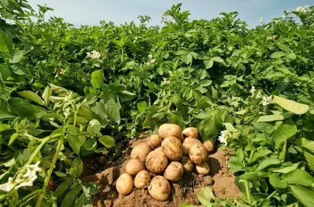 What can be landed on the site of duck up early potatoes 797_3