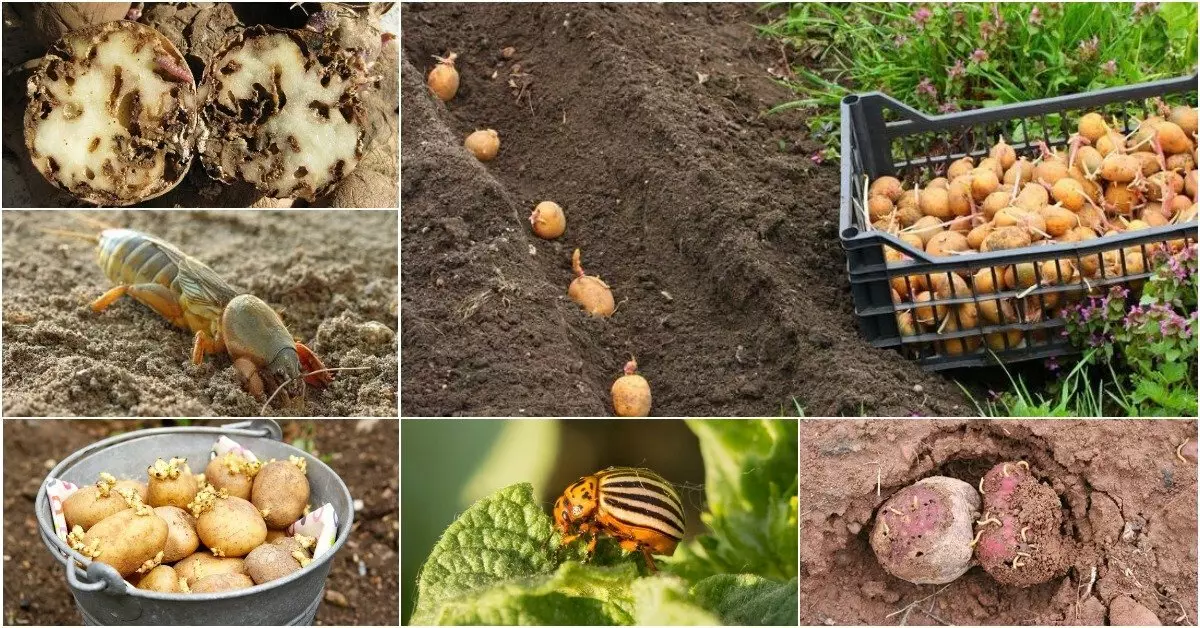 Perlindungan kentang dari kumbang hama sebelum mendarat