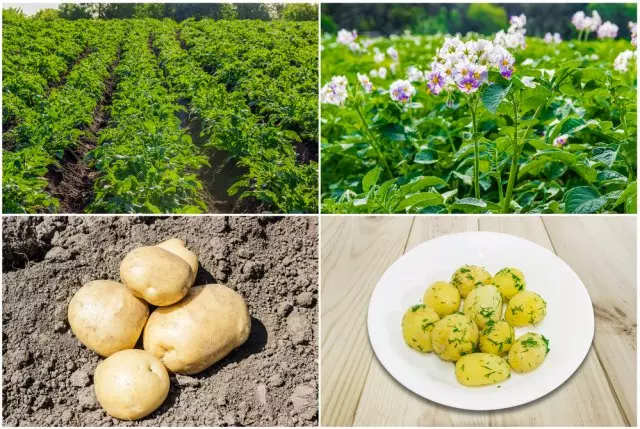 Felt med rækker af plantede unge kartofler, kartoffelfelt i fielding perioden, sevel kartofler på området af dryset træoverfladen.