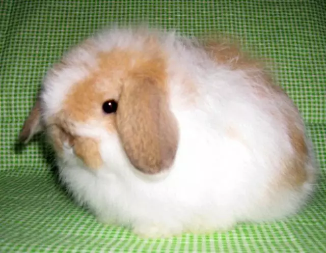 Llun Rabbit America Fuszy Lop Bridiwch