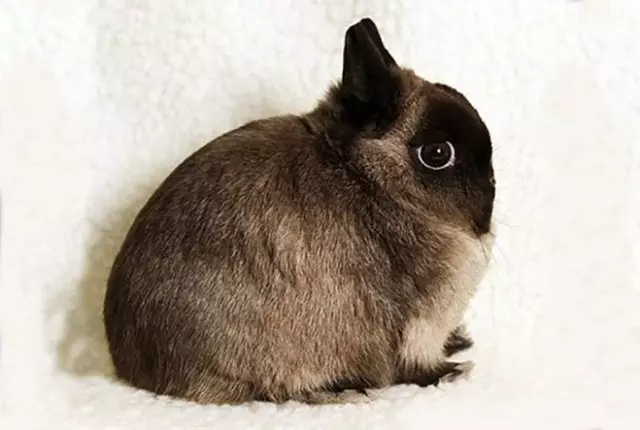 Rabbit Dwarf Нидерланды фотосүрөт